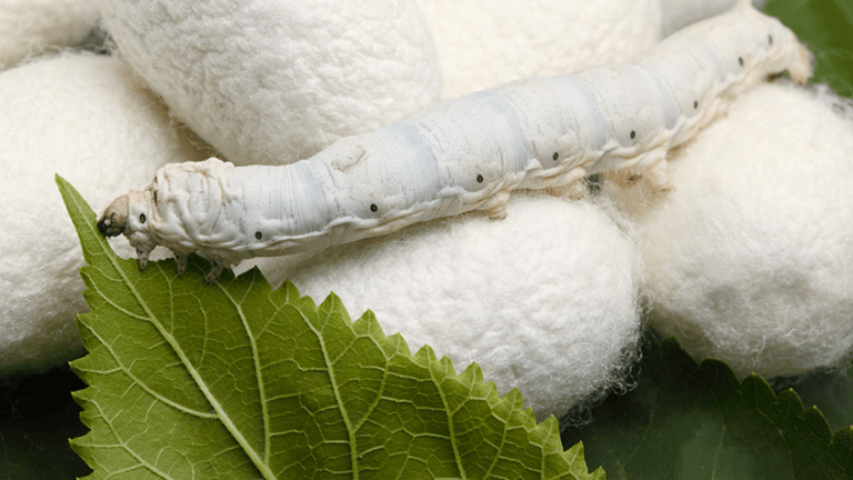 How Hydrolyzed Silk Protein Really Works In Your Formulation – Skin Foodie